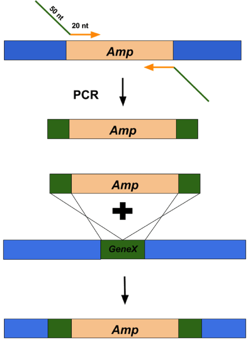 Lambda Red: A Homologous Recombination-based Technique for Genetic ...